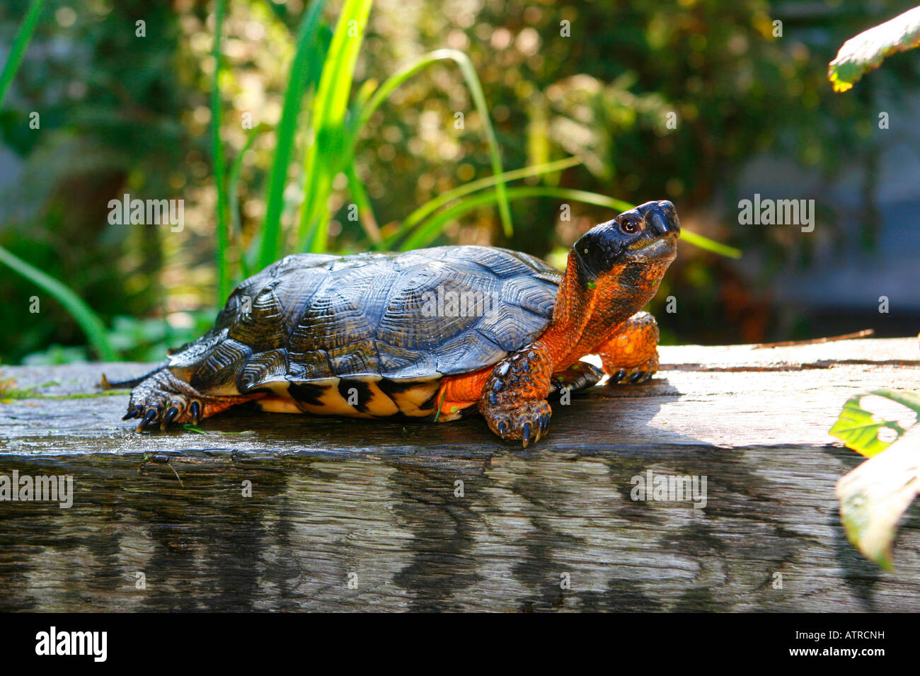 Glyptemys insculpta hi-res stock photography and images - Alamy