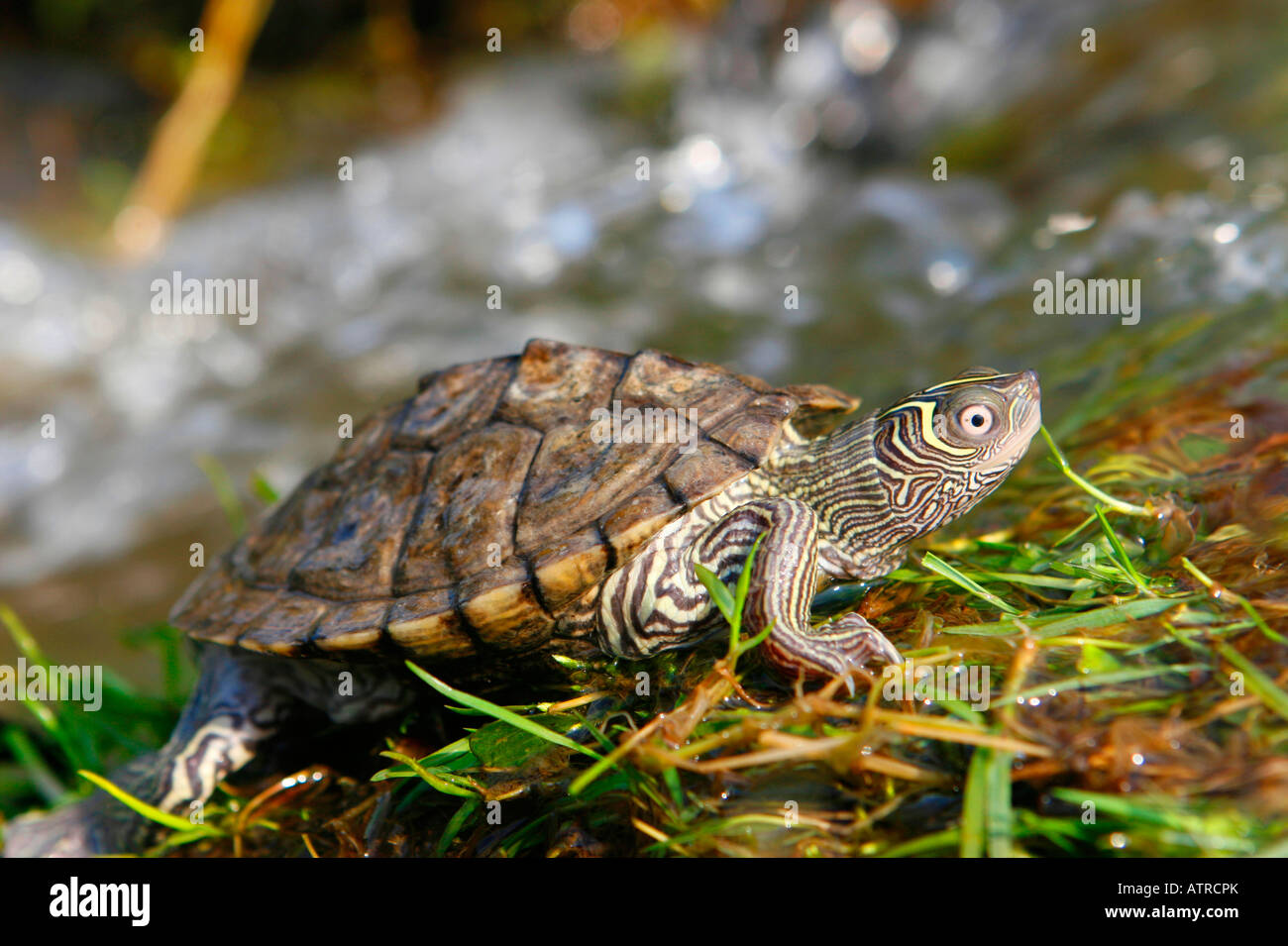 Mississippi Map Turtle Stock Photo - Alamy