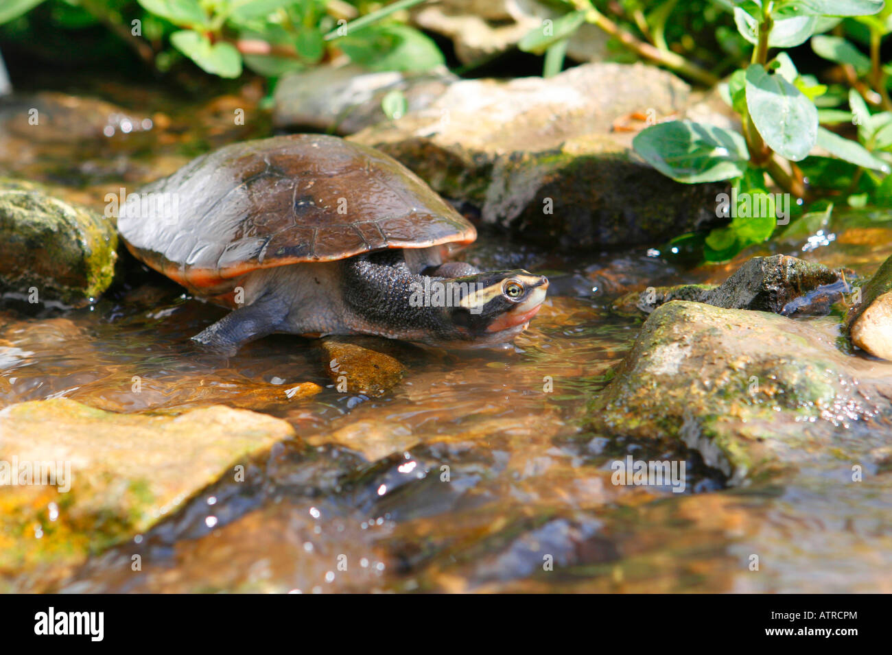 Red-bellied Short-necked Turtle Stock Photo - Alamy