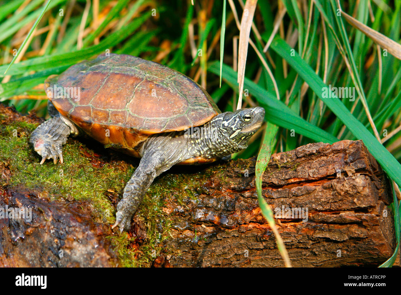 Chinese Pond Turtle Stock Photo - Alamy