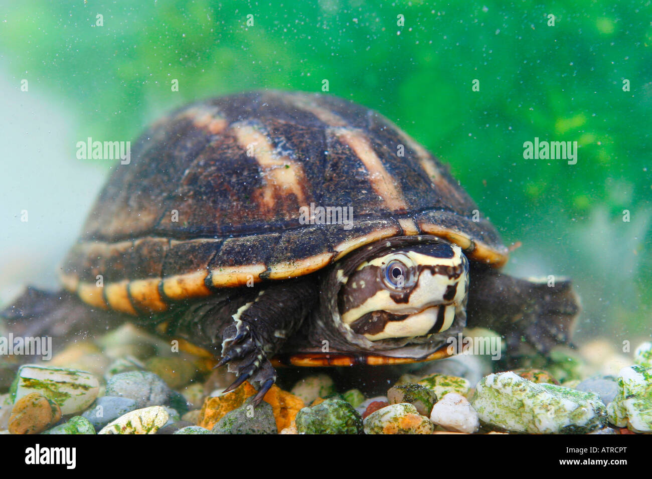 Striped Mud Turtle Stock Photo - Alamy