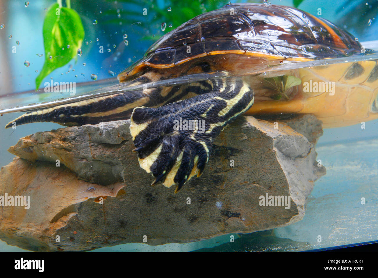 Turtle pseudemys rubriventris nelsoni hi-res stock photography and ...