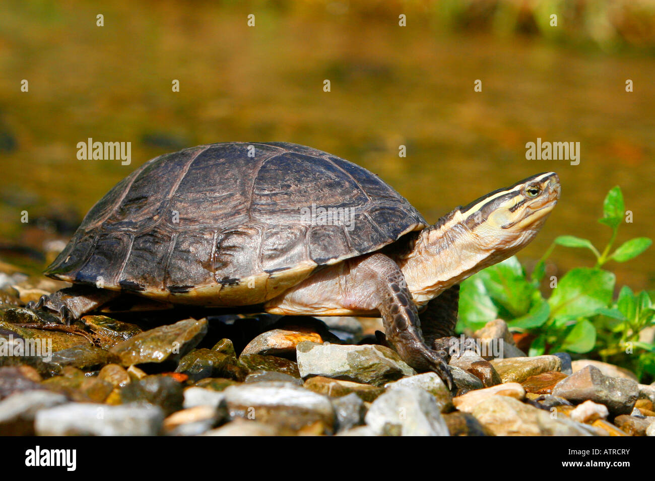 Asian box turtle hi-res stock photography and images - Alamy