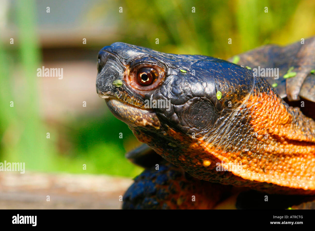 Glyptemys insculpta hi-res stock photography and images - Alamy