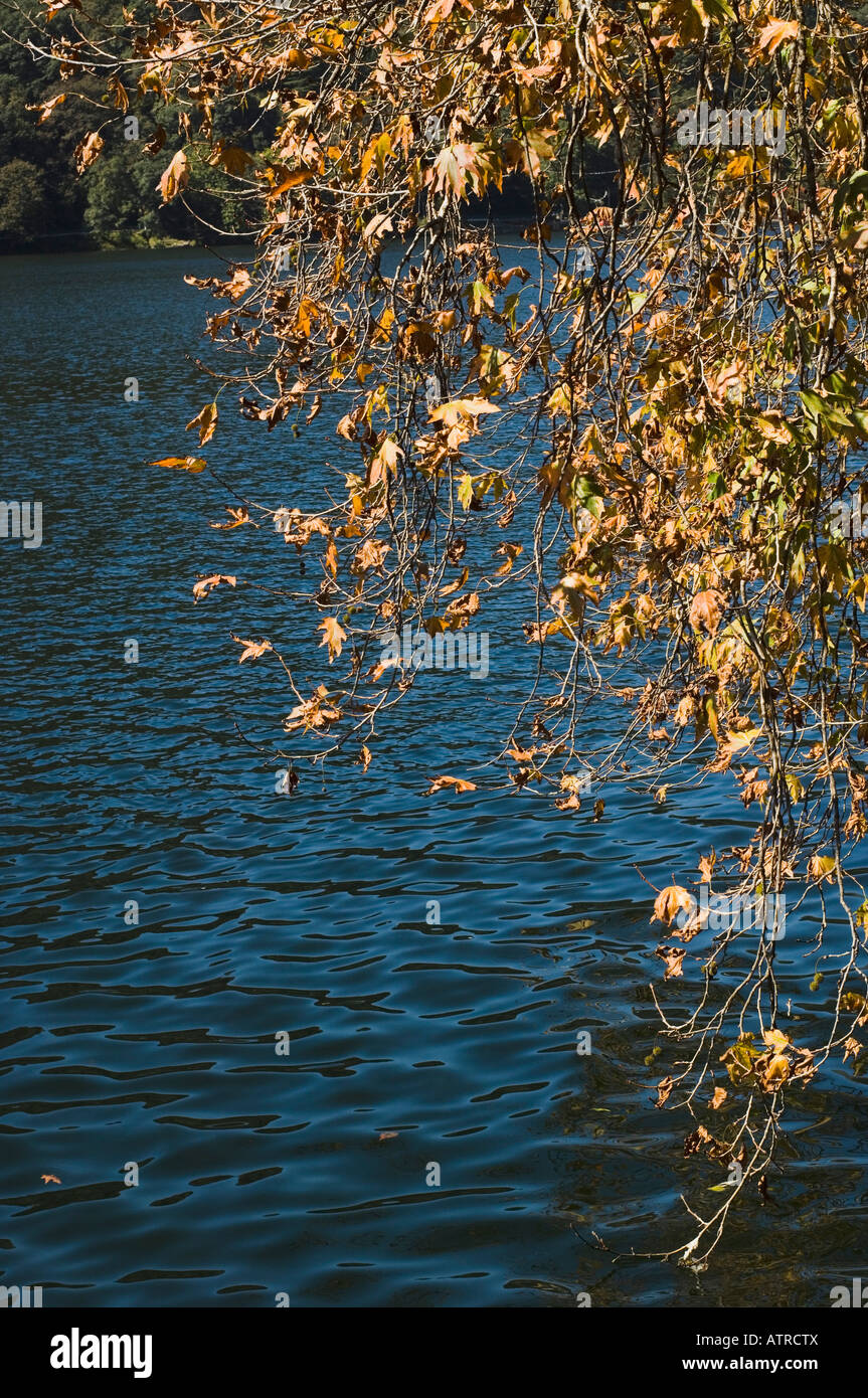 Trees overlooking a lake Stock Photo - Alamy