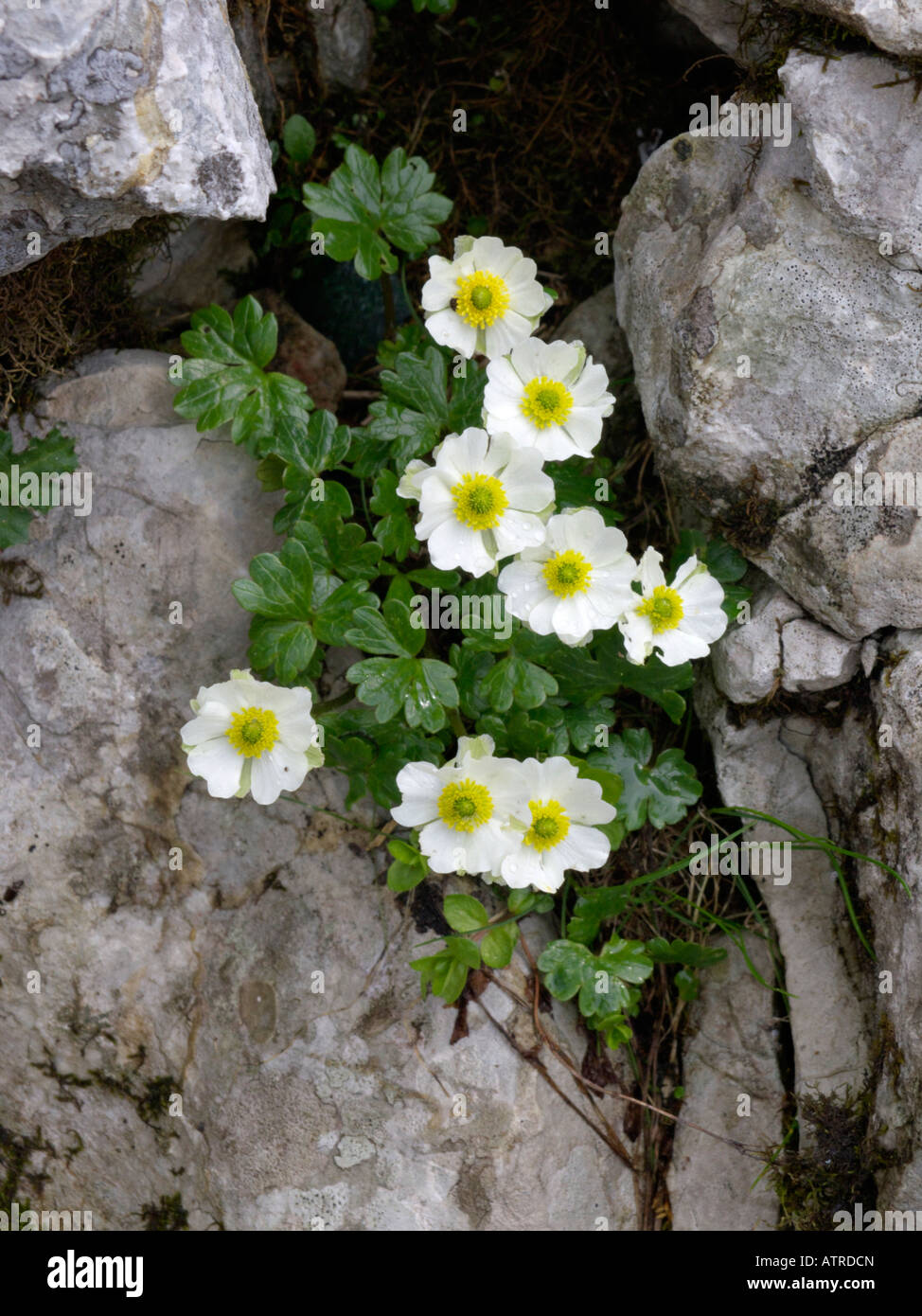 Alpine buttercup (Ranunculus alpestris Stock Photo - Alamy