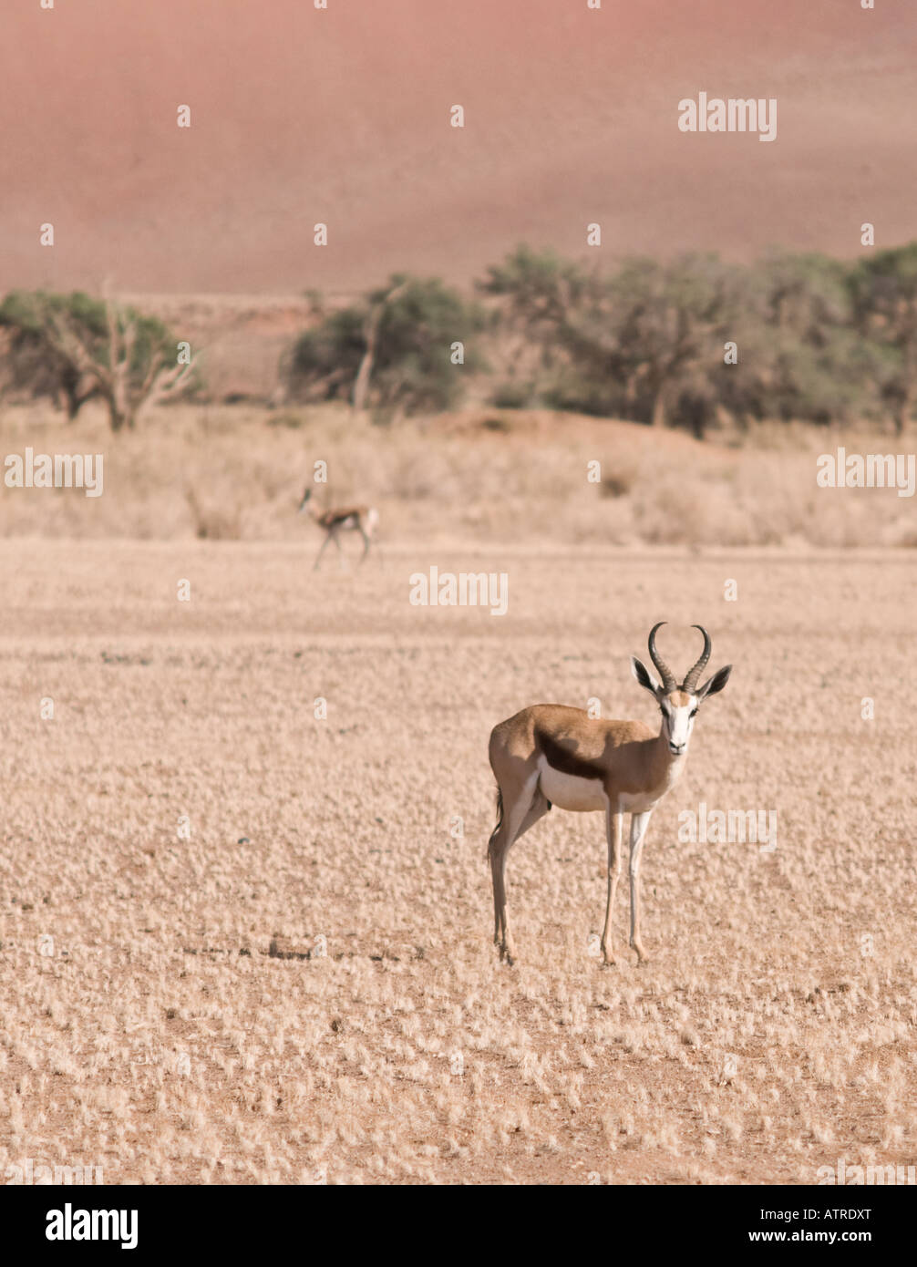 Springbok Desert High Resolution Stock Photography and Images - Alamy