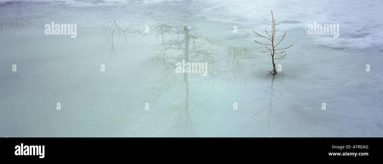 Sapling in frozen pool Mývatn Iceland Stock Photo - Alamy