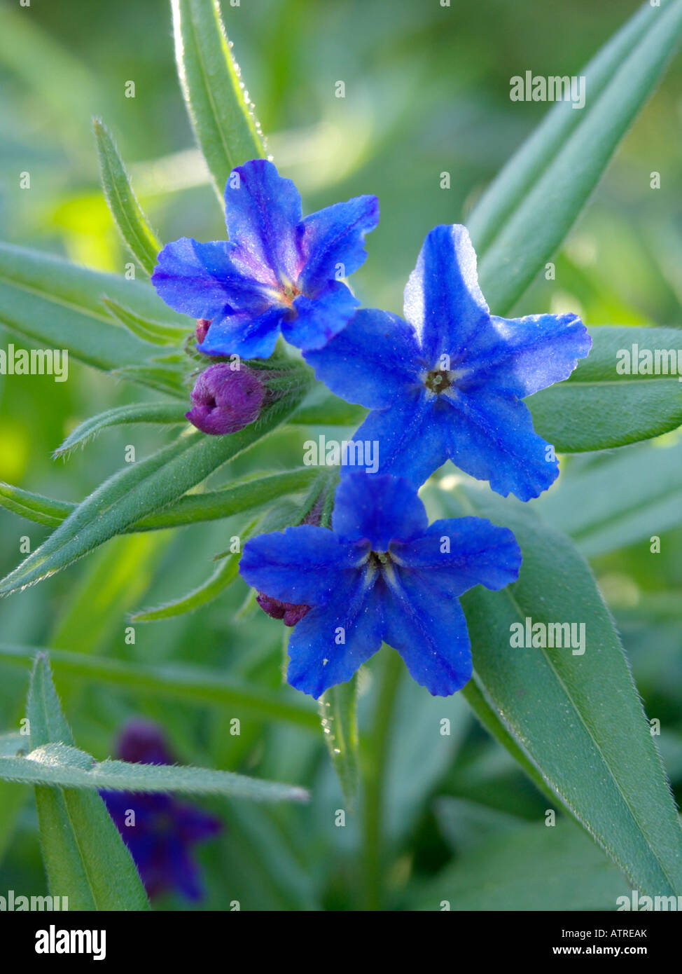 Purple gromwell (Lithospermum purpureocaeruleum Stock Photo - Alamy