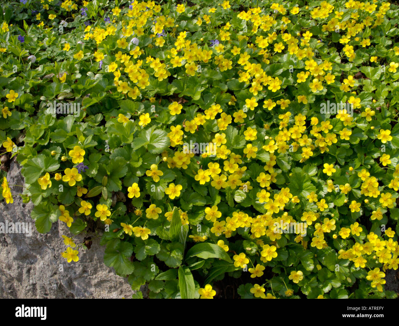 Waldsteinia hi-res stock photography and images - Alamy