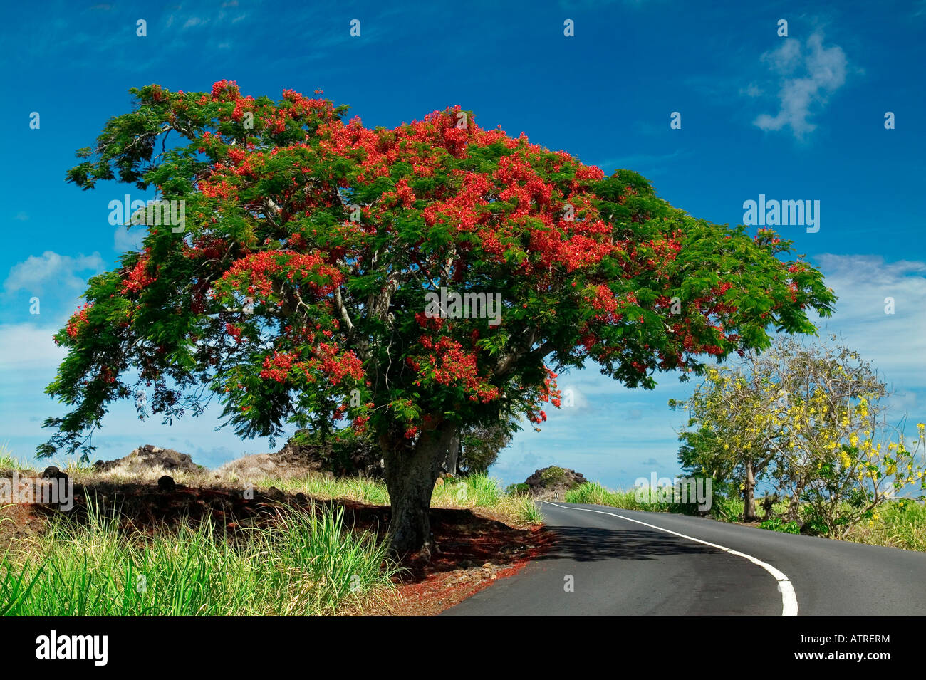 Mauritius Tropical Exotic Flower High Resolution Stock Photography and ...