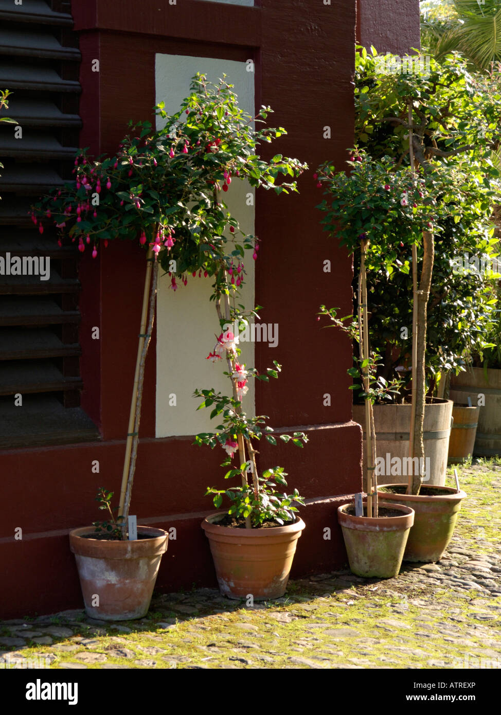 Standard fuchsia hi-res stock photography and images - Alamy