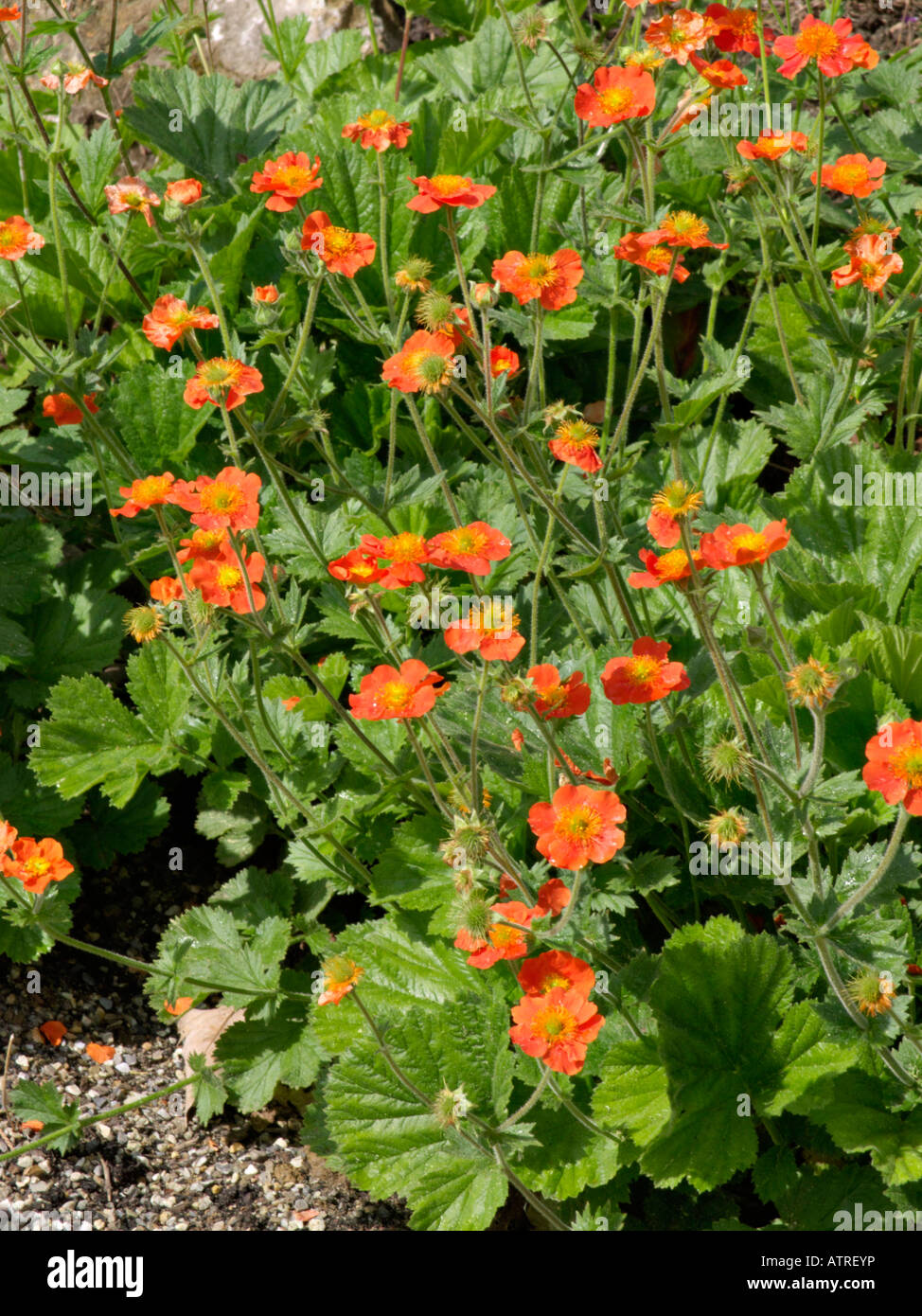 Red avens (Geum coccineum Stock Photo - Alamy