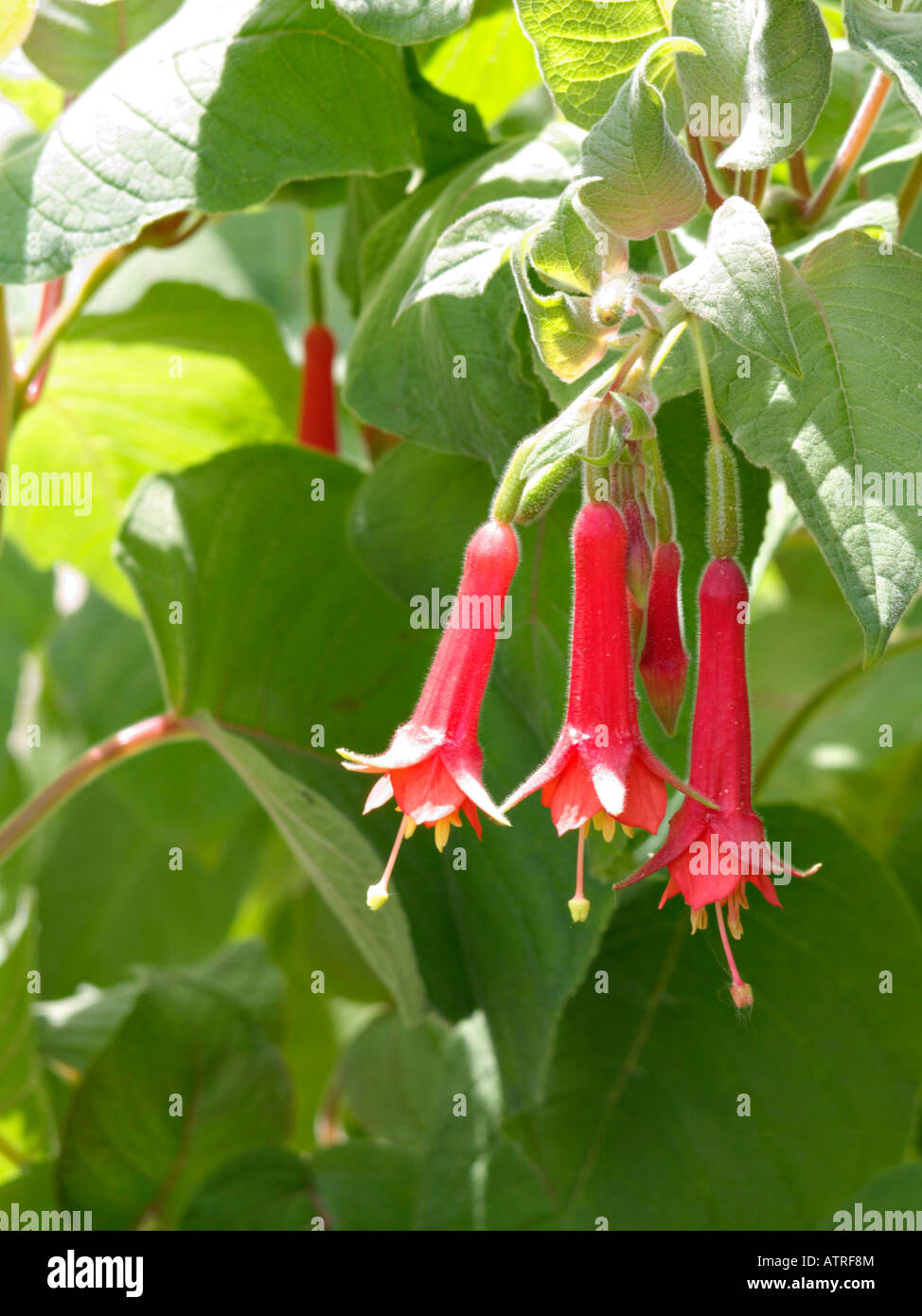 Fuchsia (Fuchsia fulgens 'Rubra Grandiflora' Stock Photo - Alamy