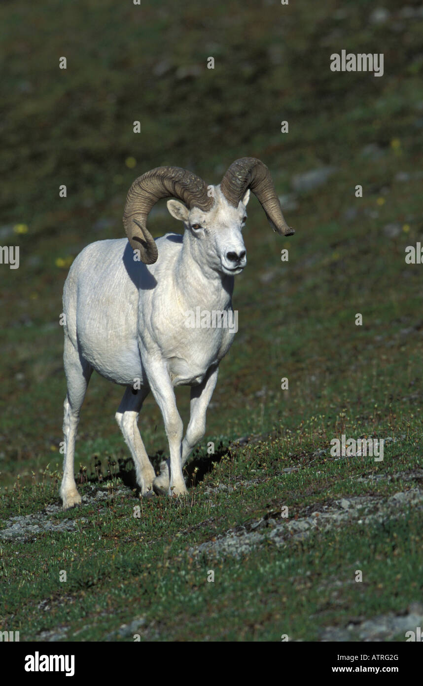 Dall's Sheep male, Ovis dalli, on tundra Stock Photo - Alamy