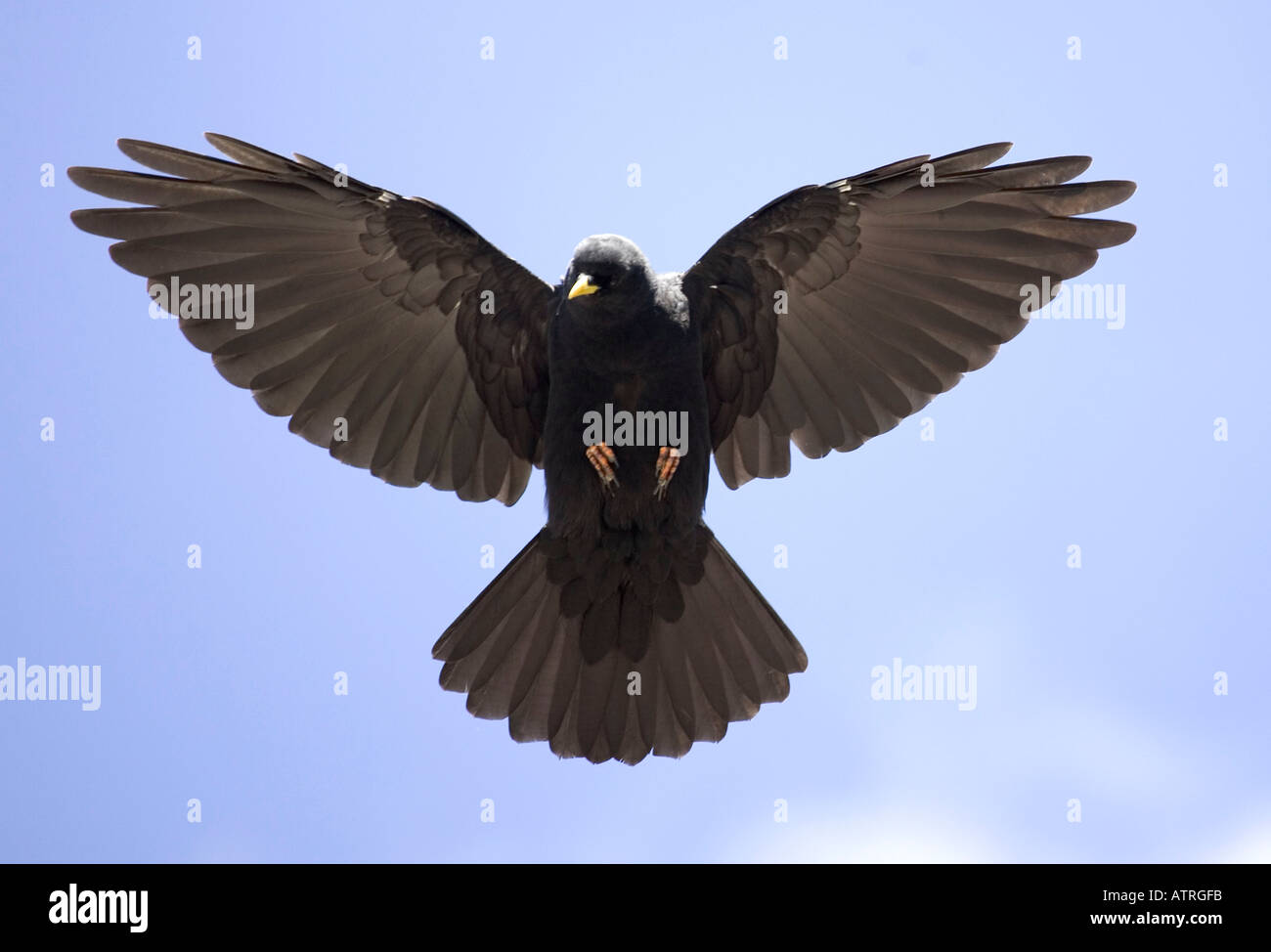 Grossglockner and chough pyrrhocorax graculus hi-res stock photography ...
