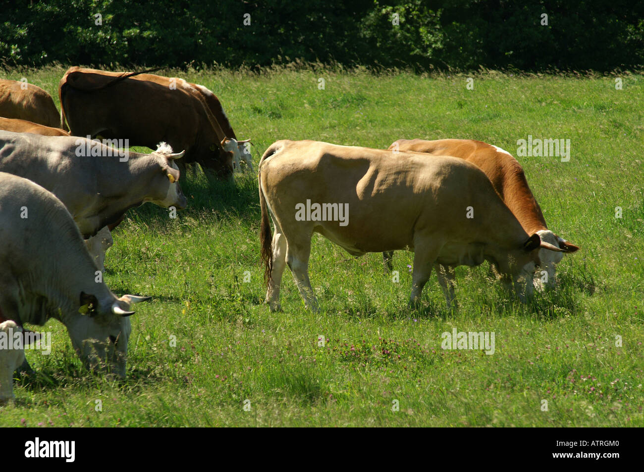Cattle bile hi-res stock photography and images - Alamy
