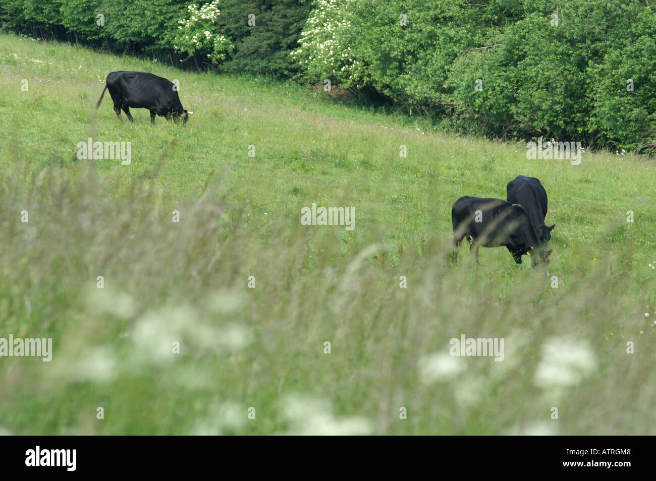 Cattle bile hi-res stock photography and images - Alamy