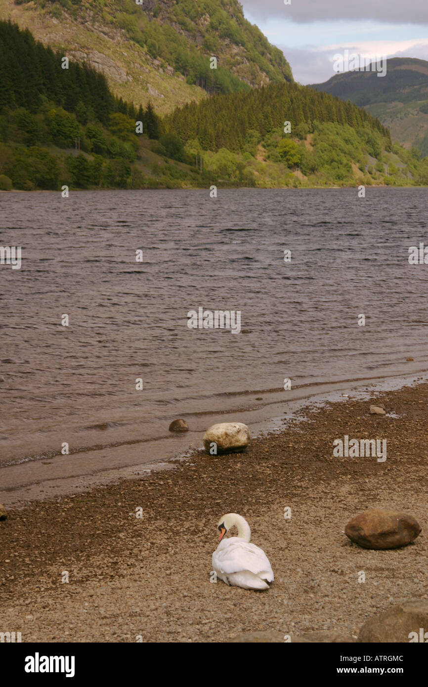 A swan rests beside a loch in the Scottish highlands Stock Photo - Alamy