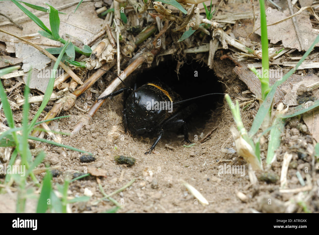 grillo cricket Gryllus campestris insect Grillo campestre nella tana ...