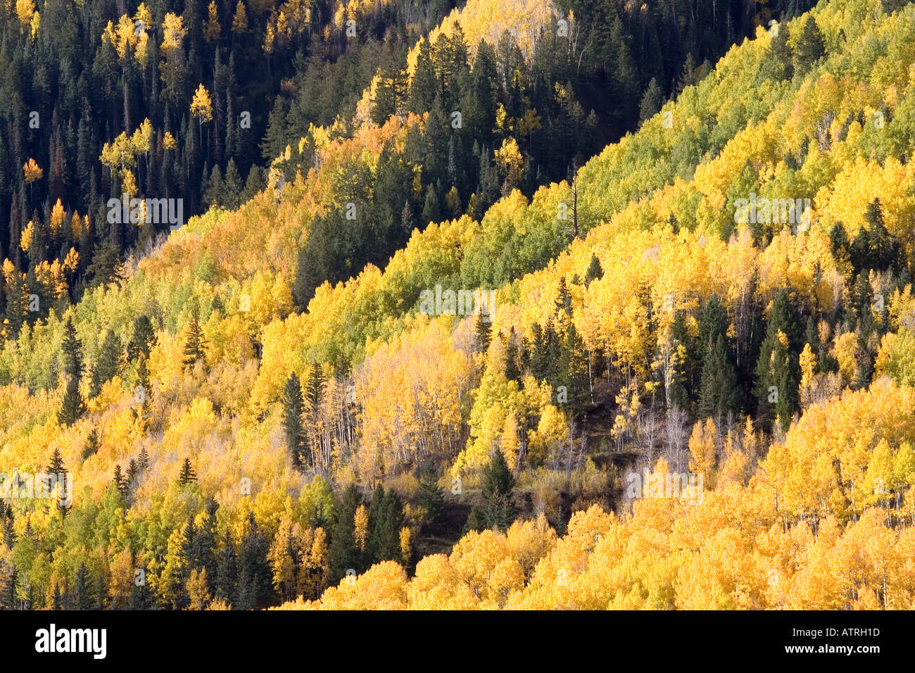 Mixed forest in autumn Stock Photo - Alamy
