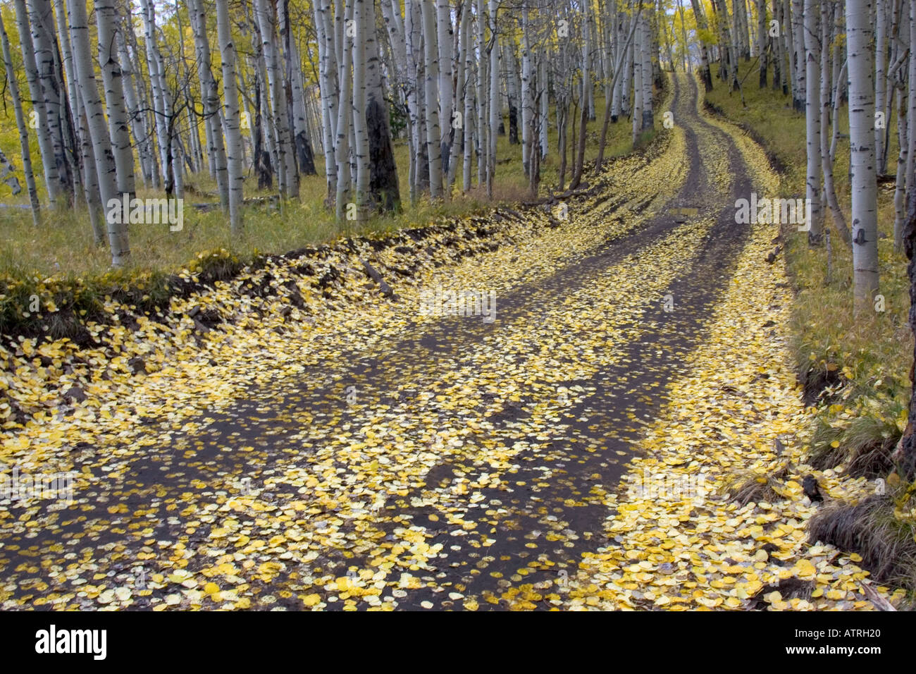 Forest mountains in north Cut Out Stock Images & Pictures - Alamy
