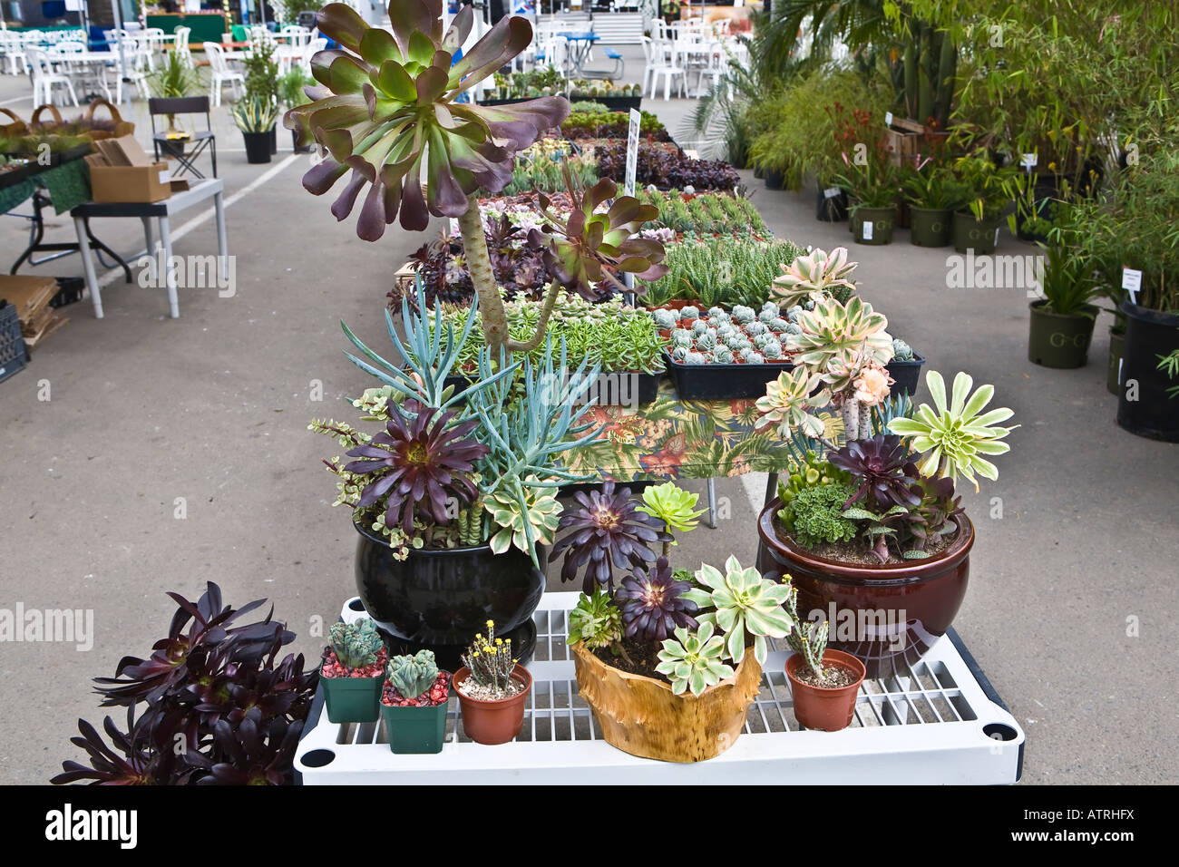 House & Garden Show succulent plants Stock Photo - Alamy