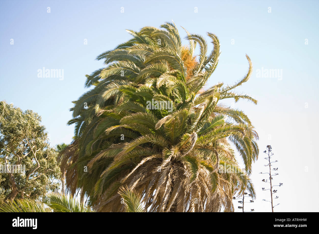 Palm trees blowing in the wind Stock Photo - Alamy