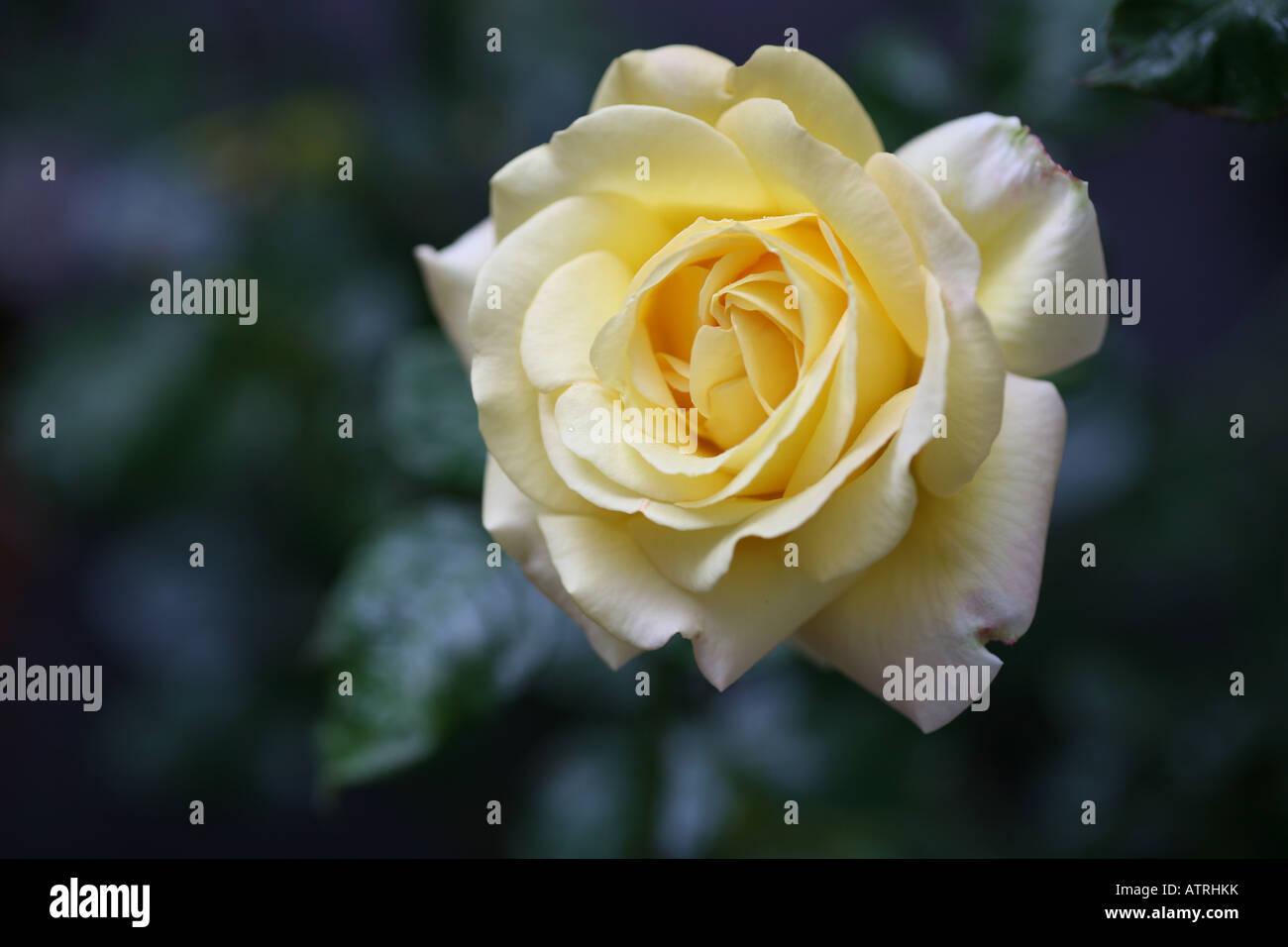 Yellow mini rose Stock Photo - Alamy