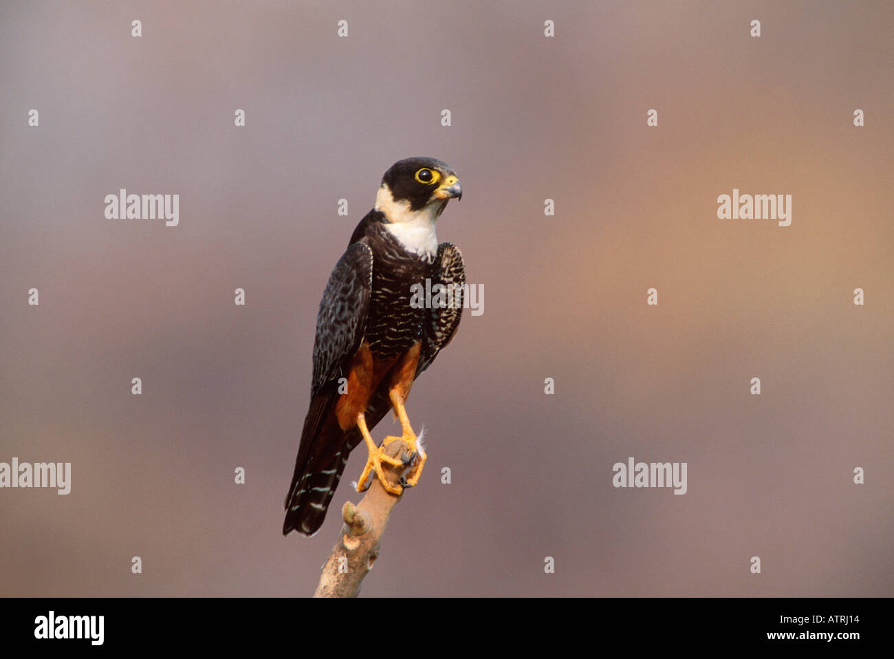 Bat falcon hi-res stock photography and images - Alamy