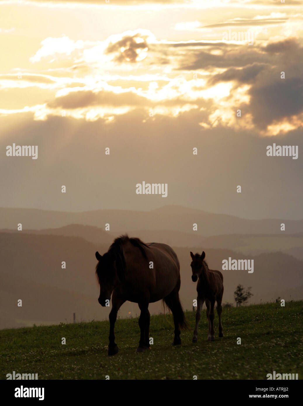 Pach High Resolution Stock Photography and Images - Alamy