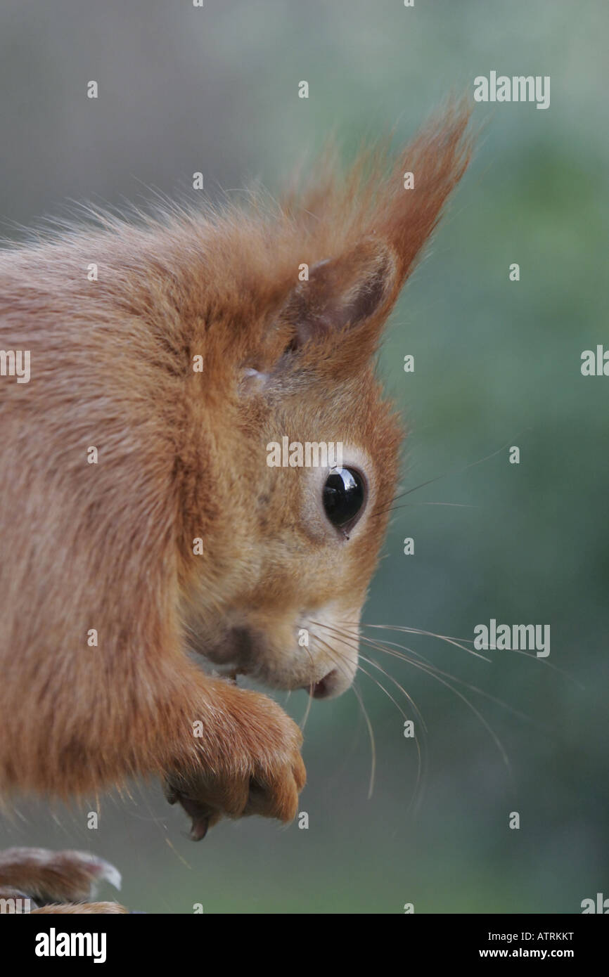 Ear tufts hi-res stock photography and images - Alamy