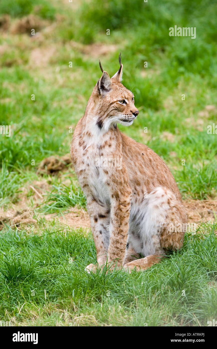 EUROPEAN LYNX LYNX LYNX SITTING SIDE VIEW Stock Photo - Alamy