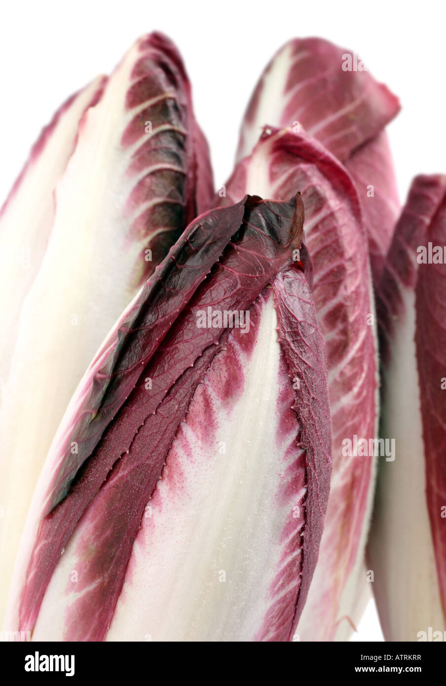 Chicory purple vegetable isolated on white background Stock Photo - Alamy