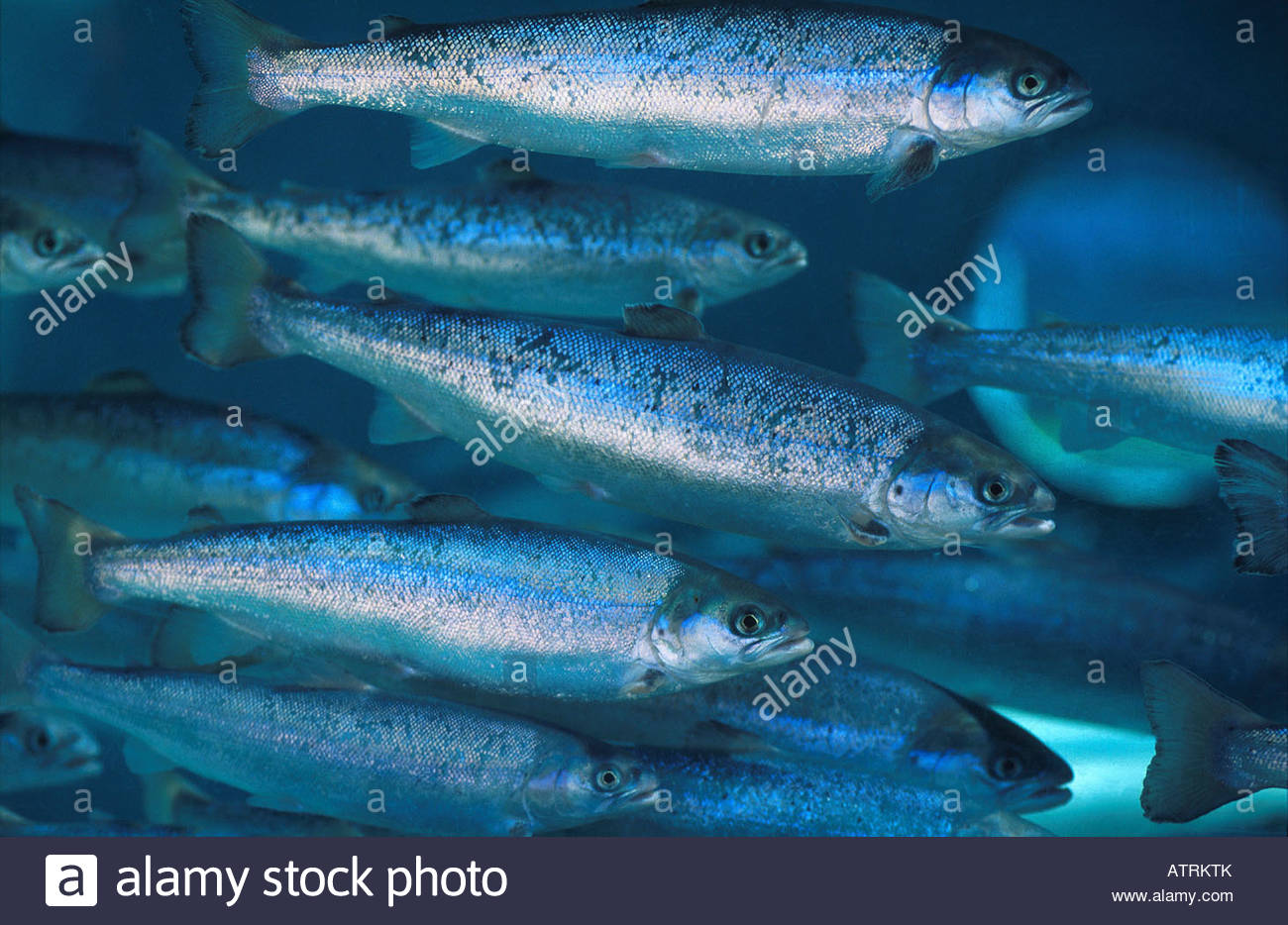 School Of Minnows Stock Photos & School Of Minnows Stock Images - Alamy