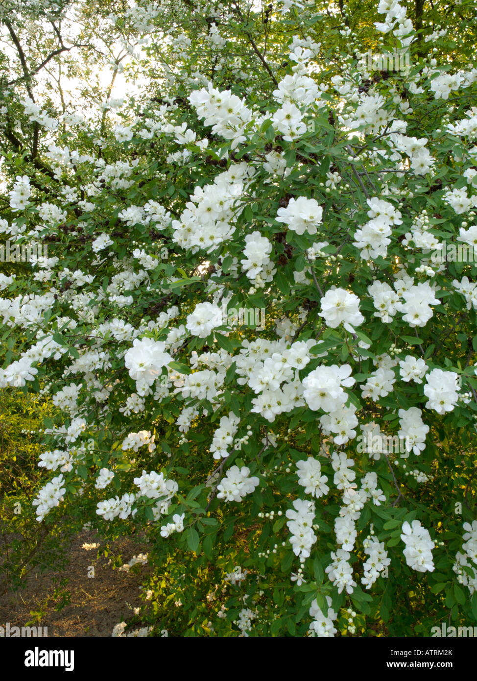 Common pearlbush hi-res stock photography and images - Alamy