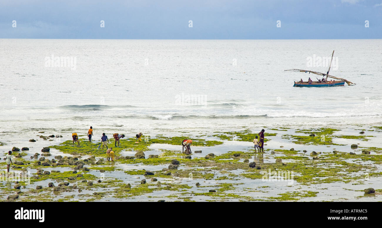 African clam harvest hi-res stock photography and images - Alamy
