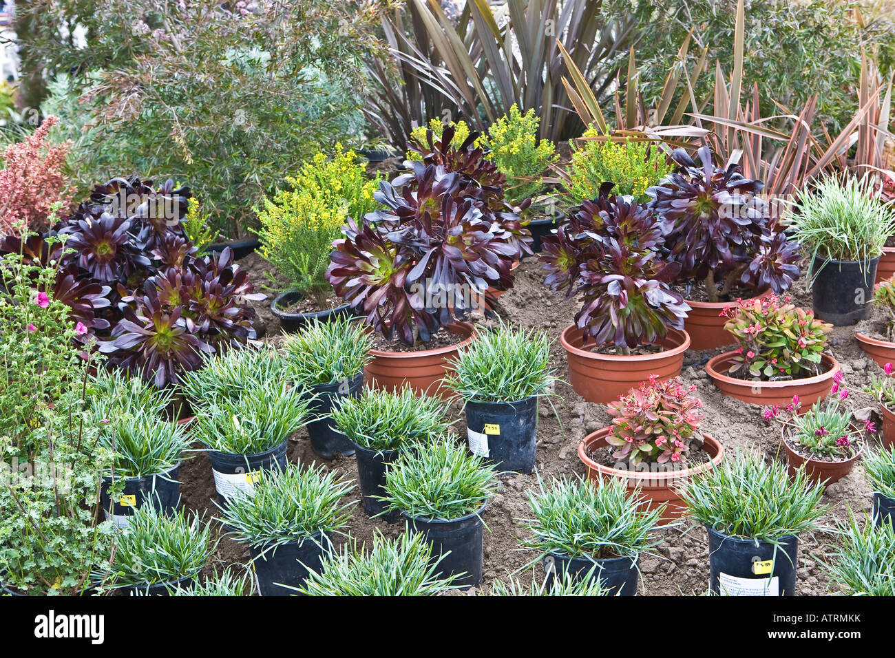 Home & Garden Show plants Stock Photo - Alamy