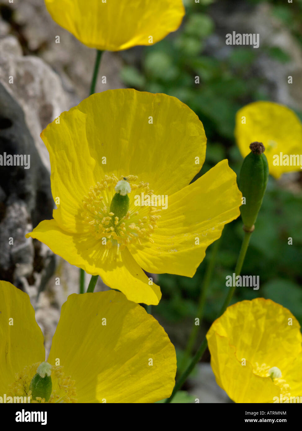 Welsh poppy (Meconopsis cambrica Stock Photo - Alamy