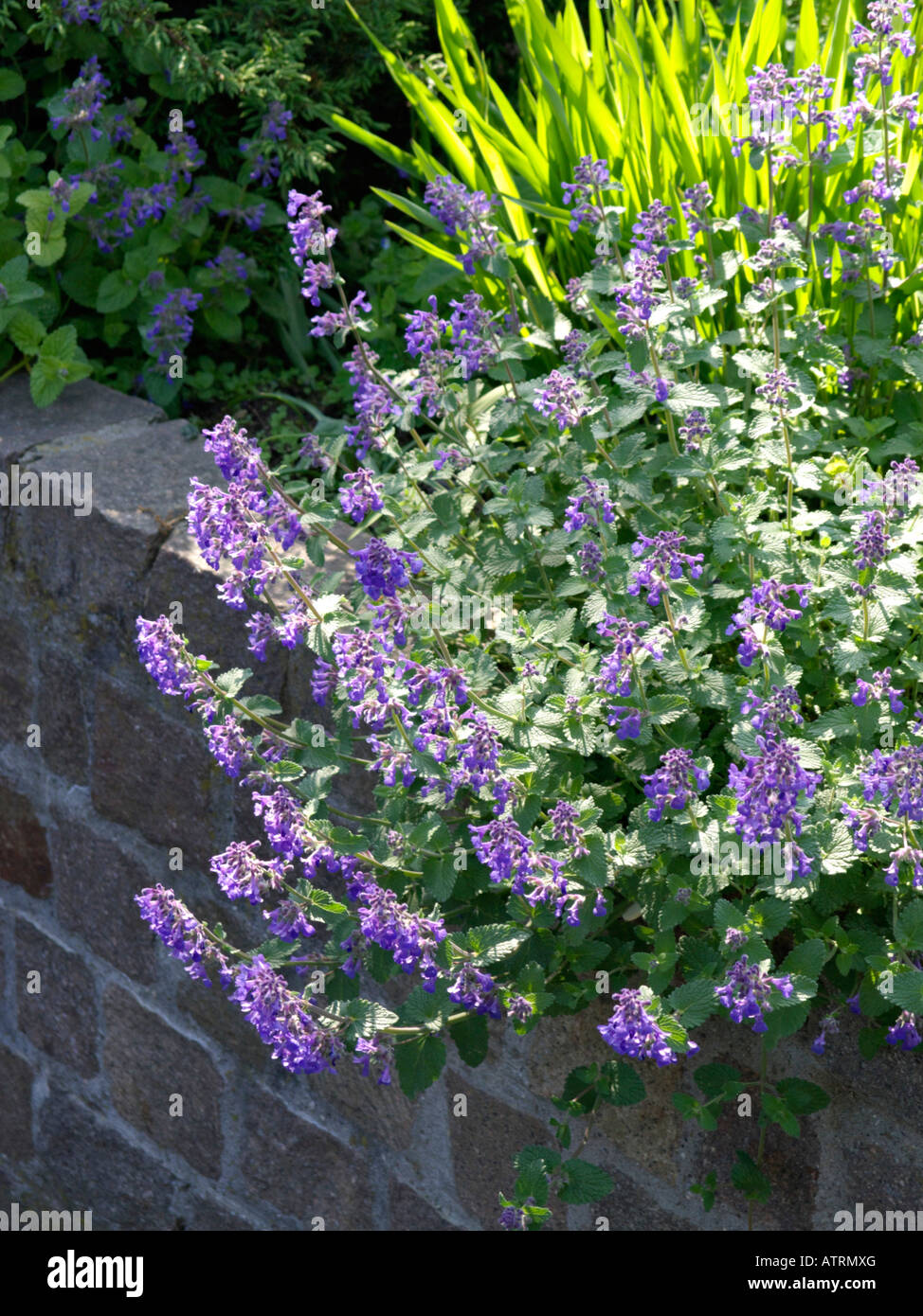 Catmints hi-res stock photography and images - Alamy