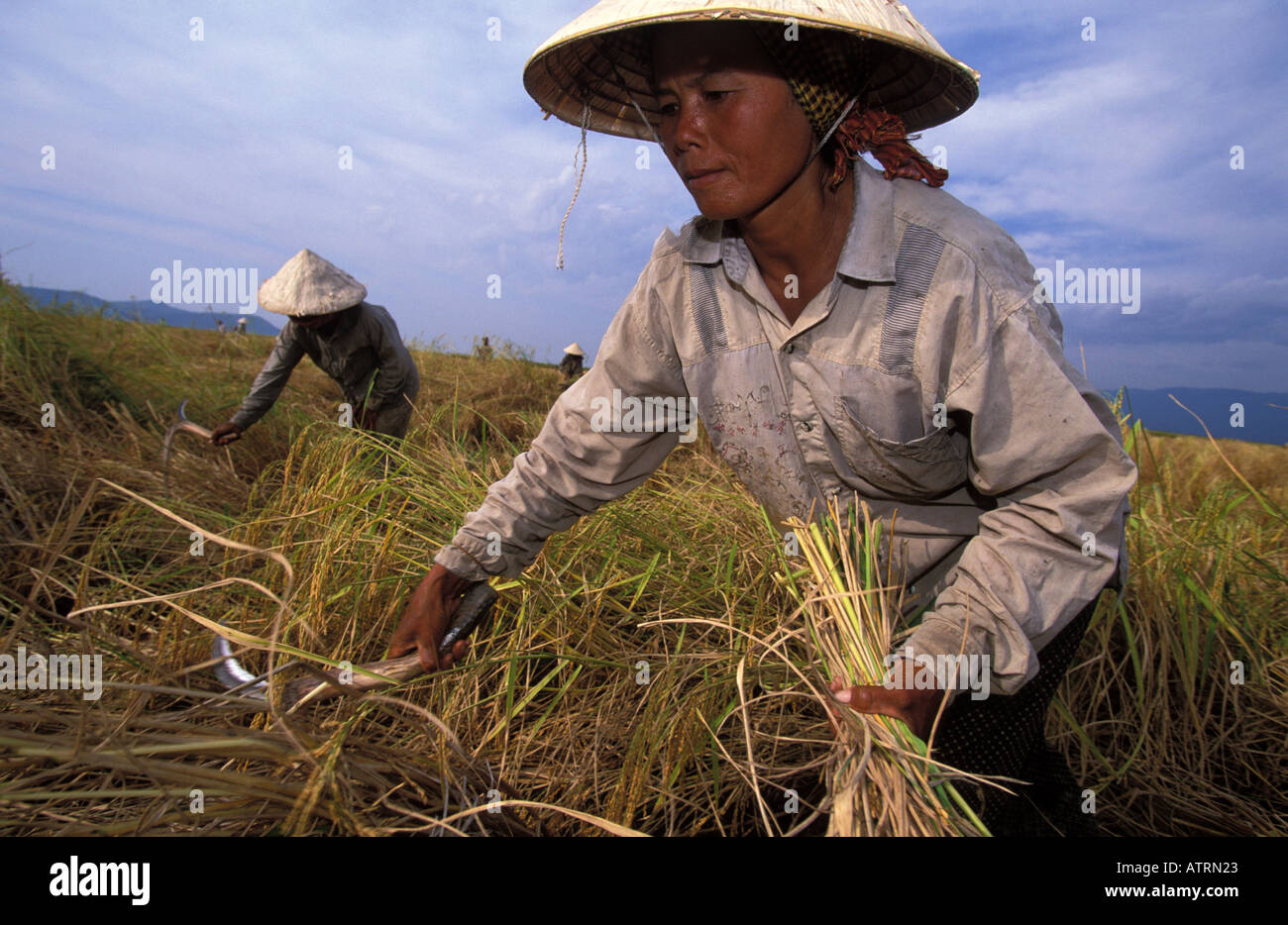 Harvesting rice cambodian hi-res stock photography and images - Alamy