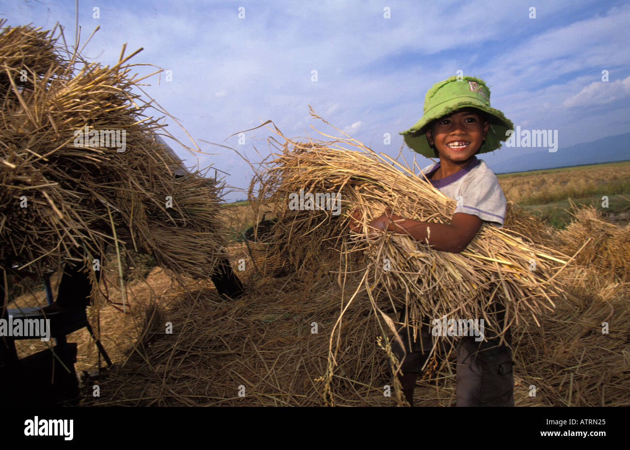 Harvesting rice cambodian hi-res stock photography and images - Alamy
