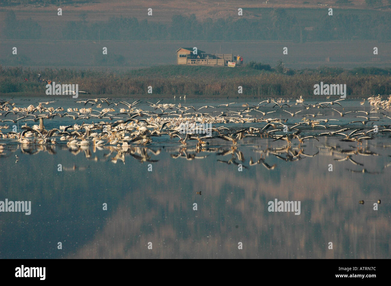 Migrating birds flying south for the winter over the Hula valley Israel ...