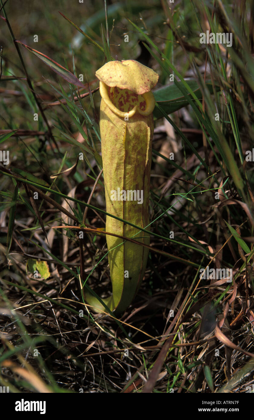 Bokor hi-res stock photography and images - Alamy