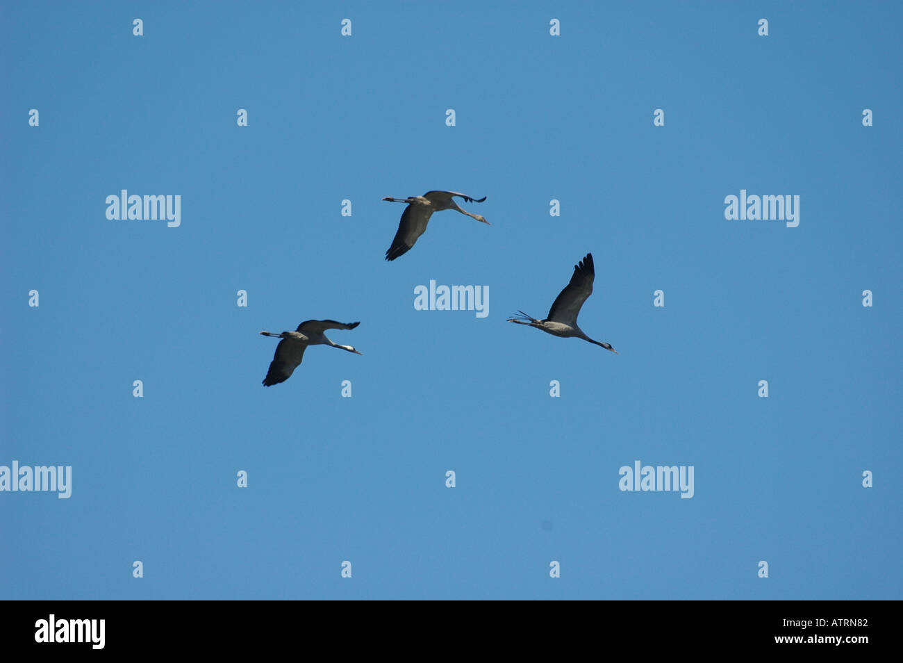 Migrating birds flying south for the winter over the Hula valley Israel ...