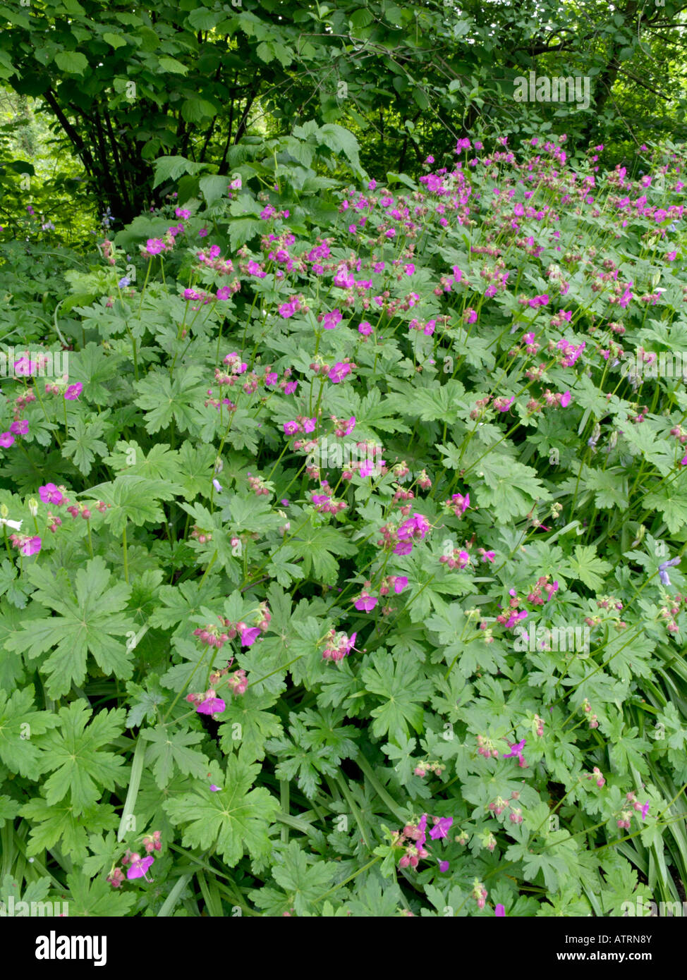 Bigroot hi-res stock photography and images - Alamy