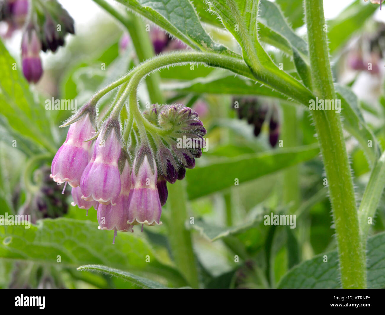 Common comfrey (Symphytum officinale Stock Photo - Alamy