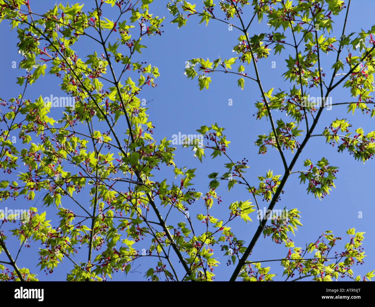 Japanese maple (Acer japonicum Stock Photo - Alamy