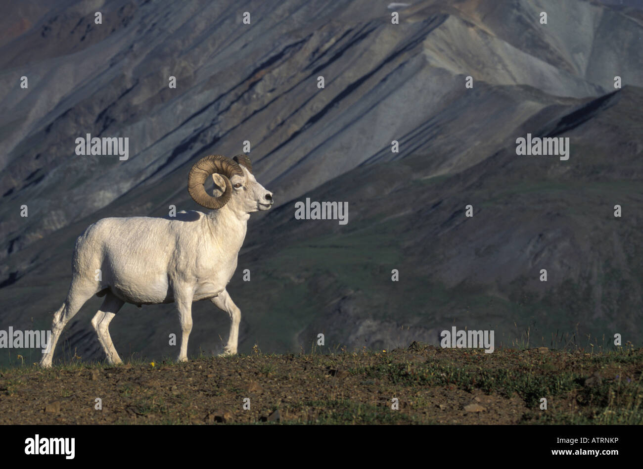 Dall's Sheep male, Ovis dalli, on tundra Stock Photo - Alamy