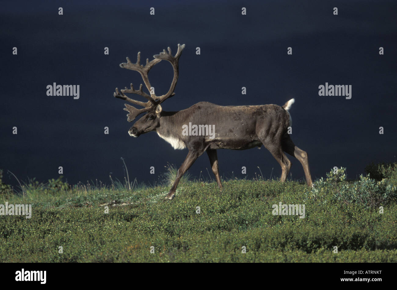 Caribou male, Rangifer tarandus, in velvet Stock Photo - Alamy
